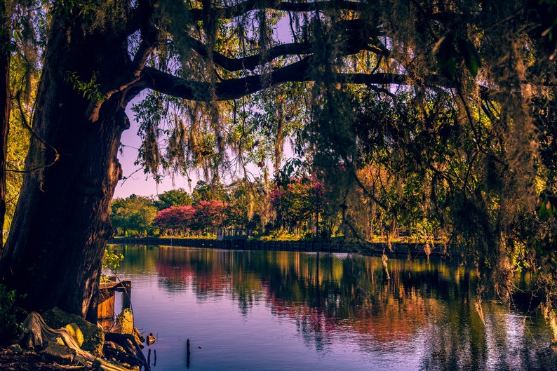 Photography Art Under the Old Tree Conway Marina South Carolina Print ...