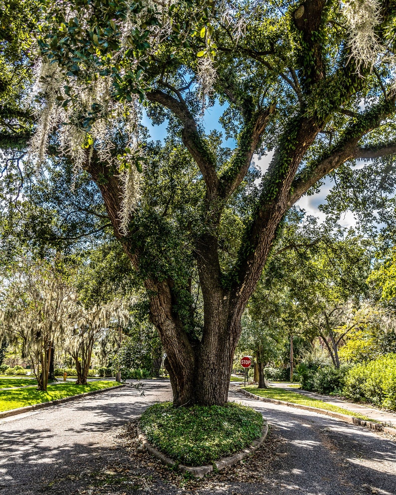 Digital Photography Wall Art Home Decor Live Oak Trees Conway South ...