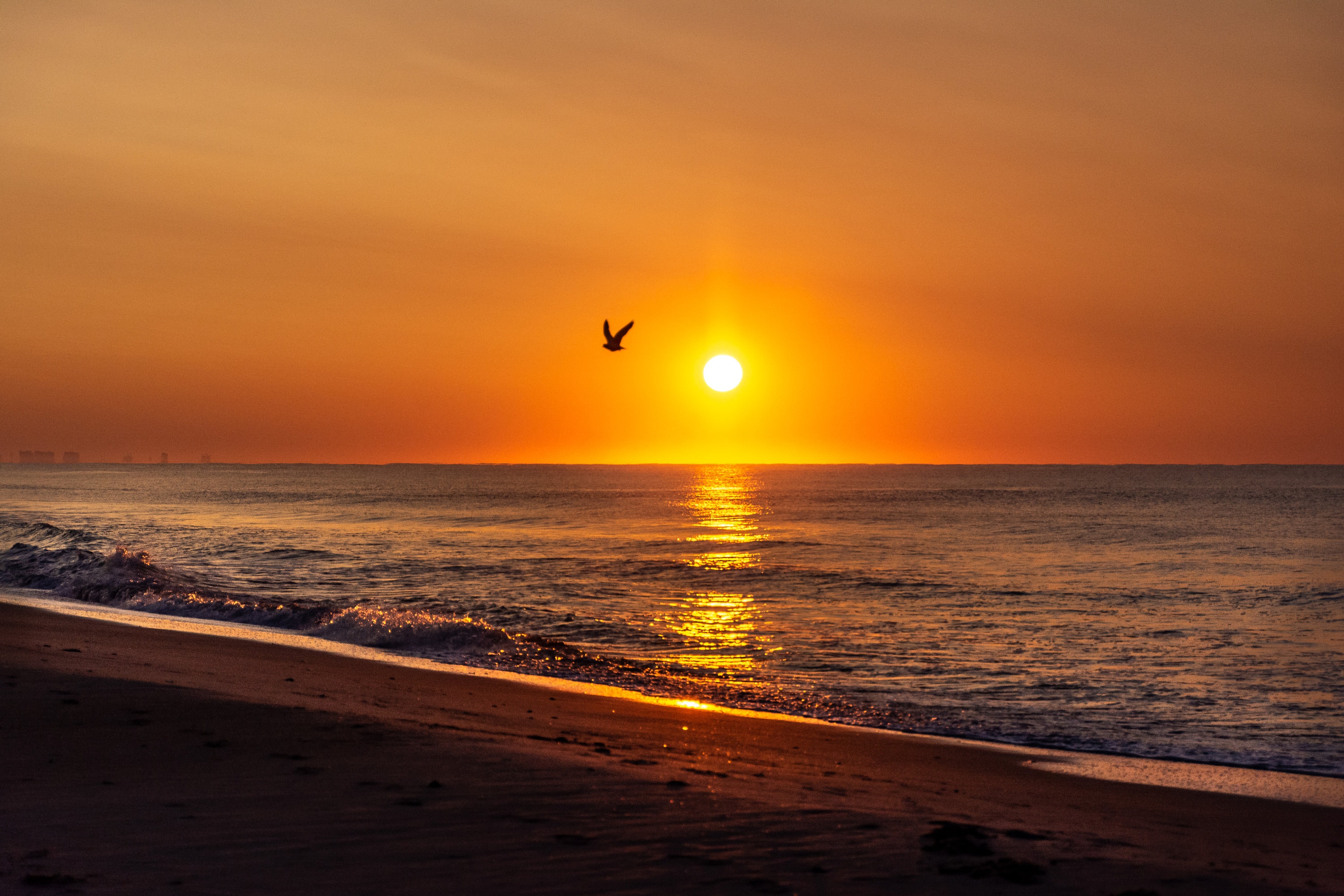 Photo Art Myrtle Beach Sunrise Flying Bird Photography Print - Etsy