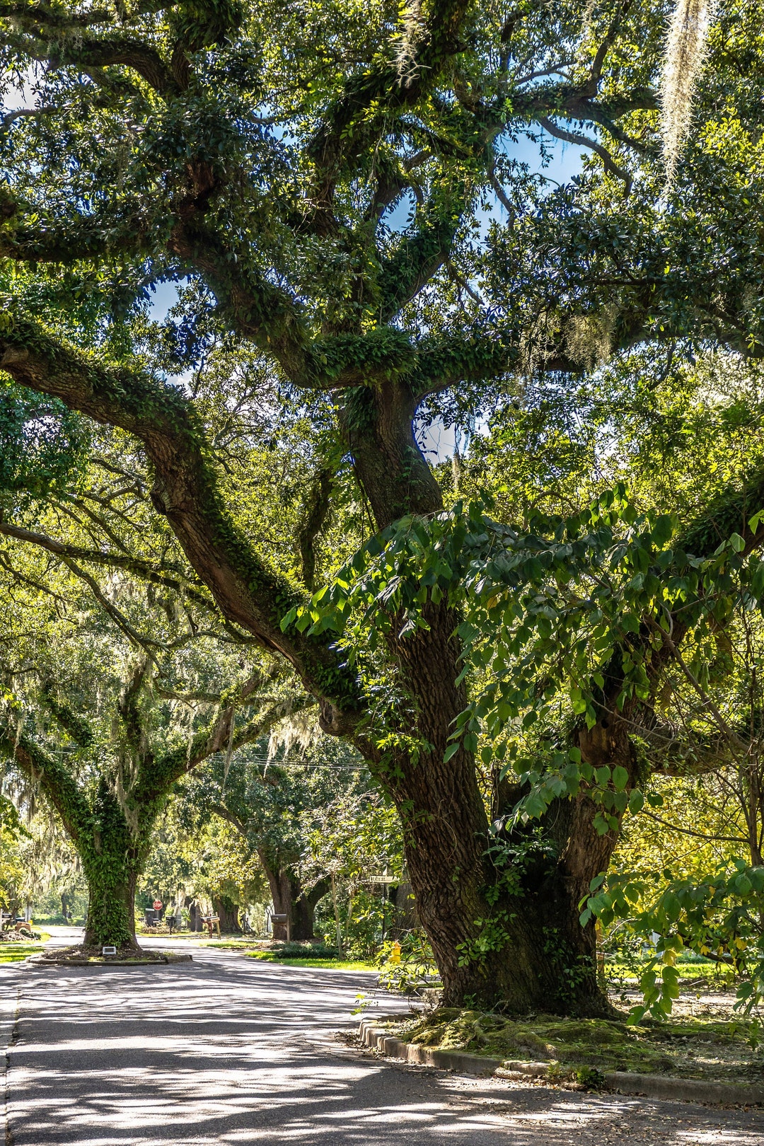 Photography Art Conway South Carolina Live Oak Love Print - Etsy