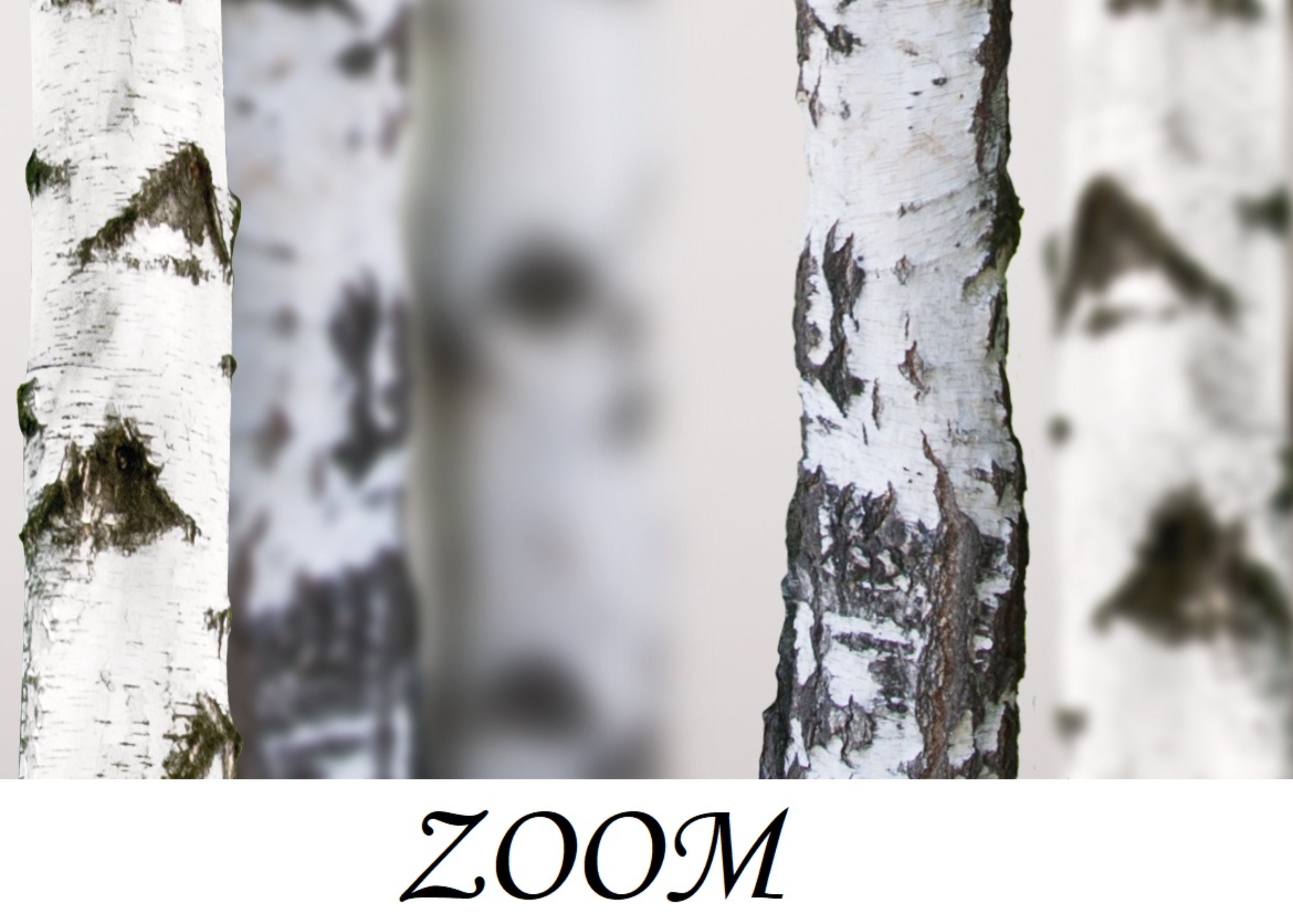 White Birch Tree Forest Wallpaper Mural, Scandinavian Wallpaper Nature ...