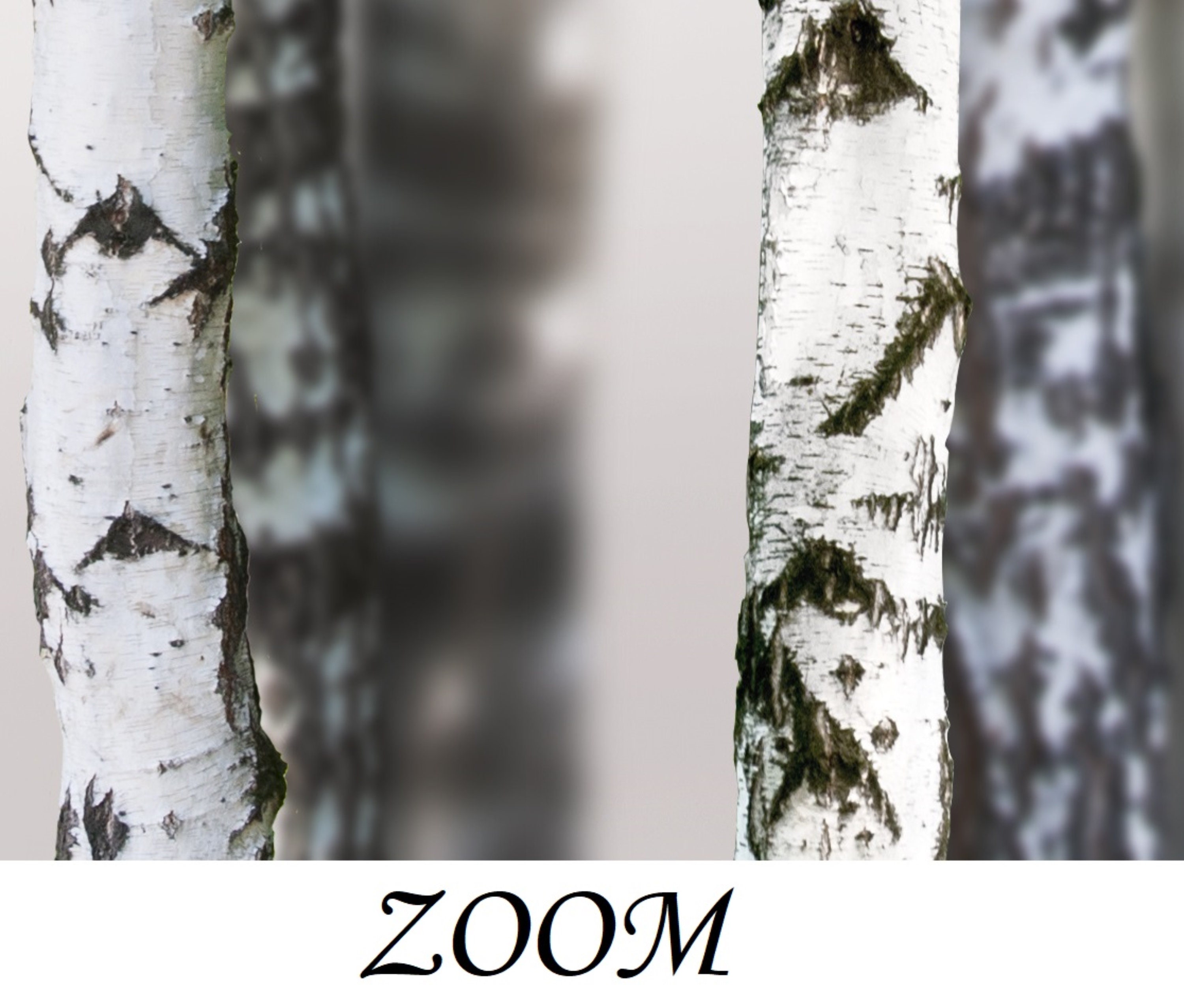 White Birch Tree Forest Wallpaper Mural, Scandinavian Wallpaper Nature ...