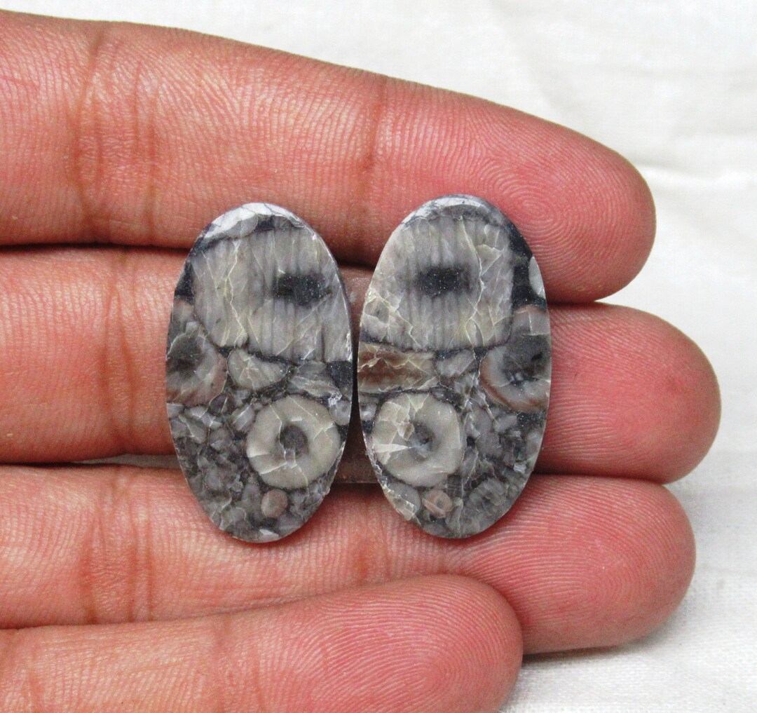 Fossil Shell, Jasper Gemstone, Fossil Shell Jasper, Cabochon Pair ...