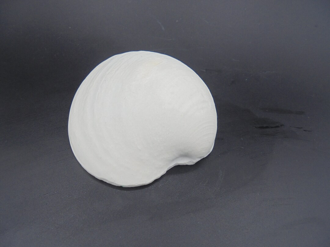 Beautiful Shell Casting Mold Mold for Casting Soap - Etsy