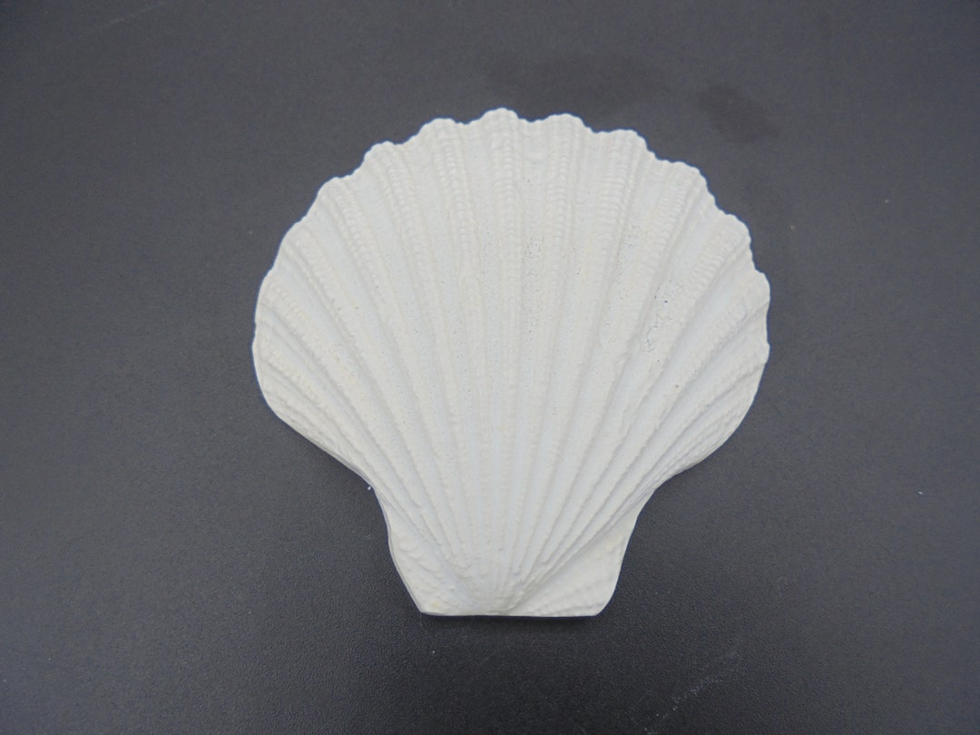 Molde de concha, molde de concha, No. 6, para jabón, yeso, hormigón ...