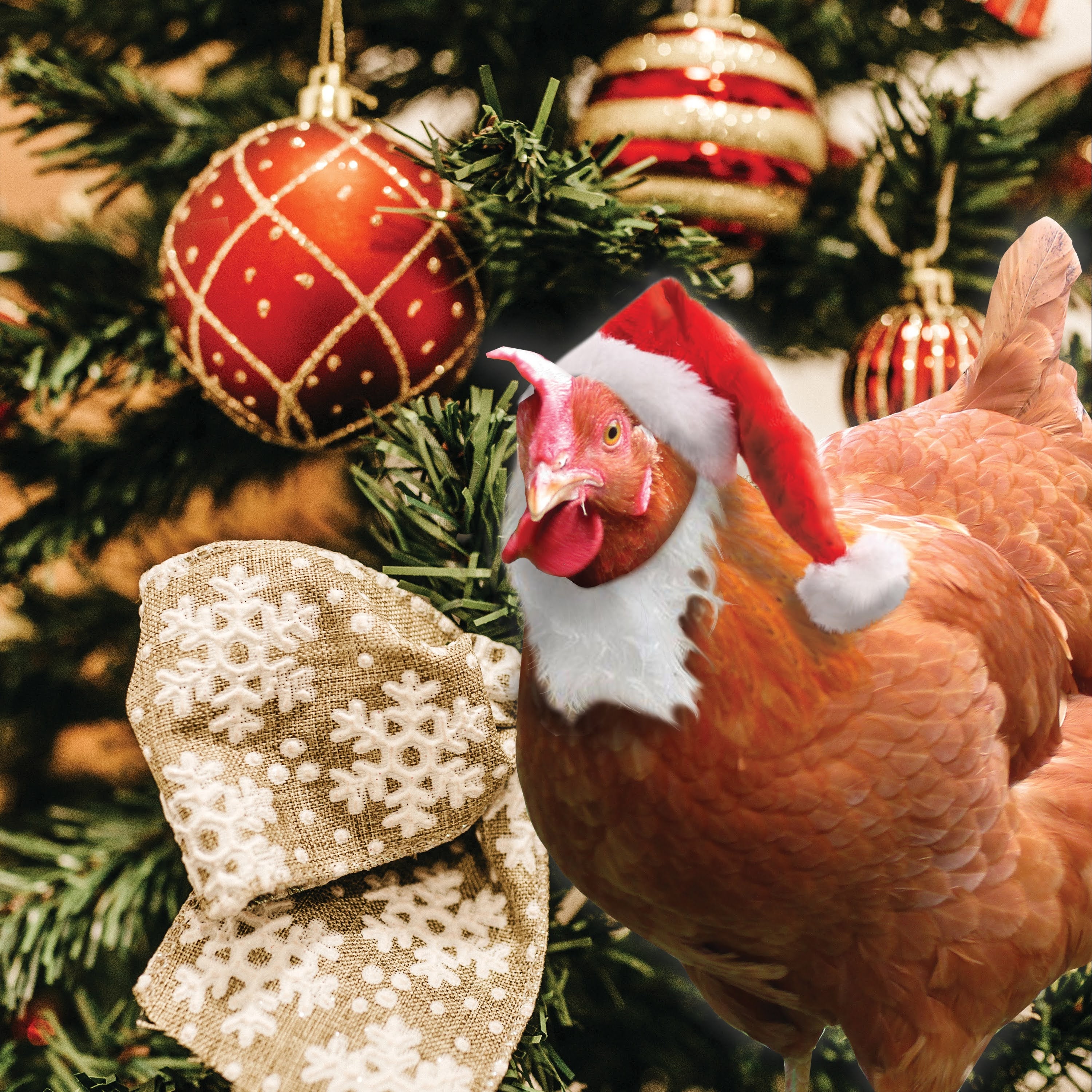 Christmas Chicken, Chicken Digital File, Christmas - Etsy