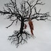 Gothic Sculpture,wire Tree, Creepy Tree, Black Tree, Black Sculpture ...