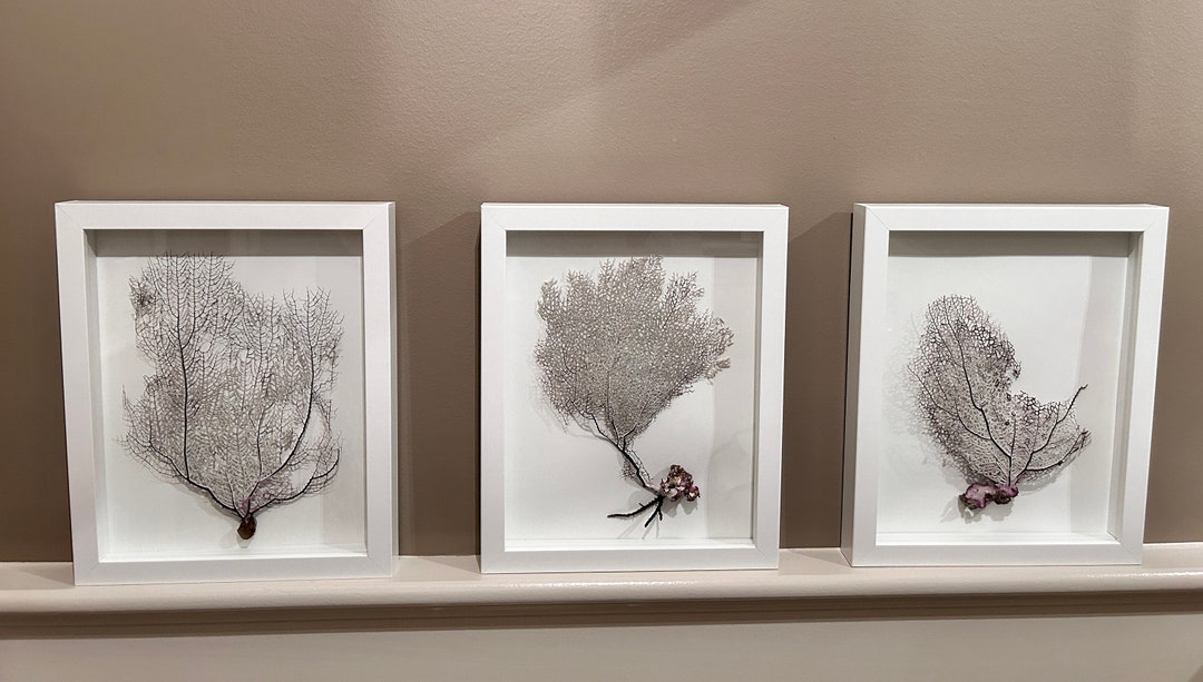 Set of 3 Framed Sea Fans, Sea Fan Shadow Box, Coral Shadow Box, White ...