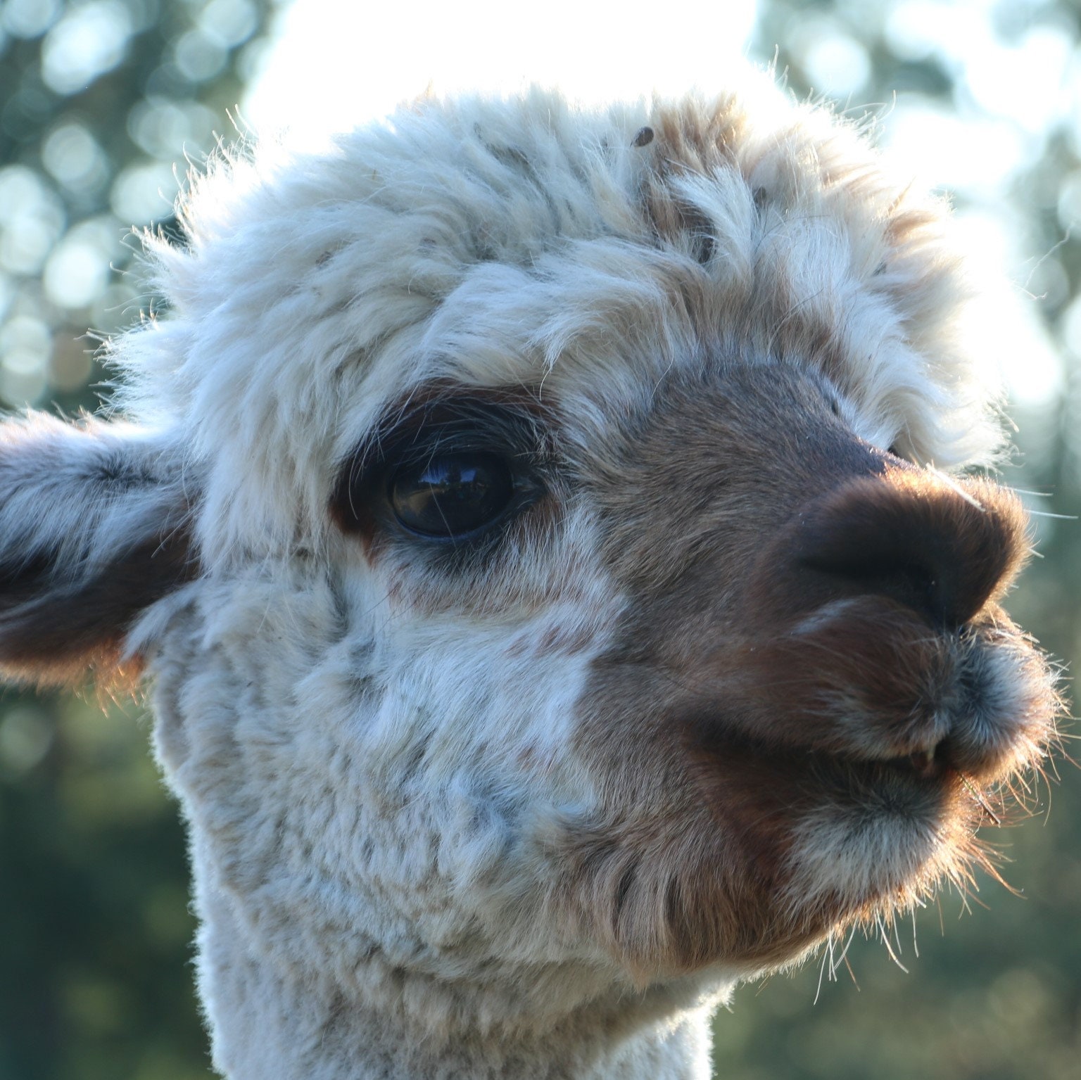 St. Ignatius 2020 2 Raw Alpaca Fiber White With Brown Spots PRICE PER ...