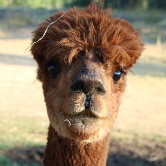 Monarch 2020 3 Raw Alpaca Fiber Brown/gold - Etsy UK