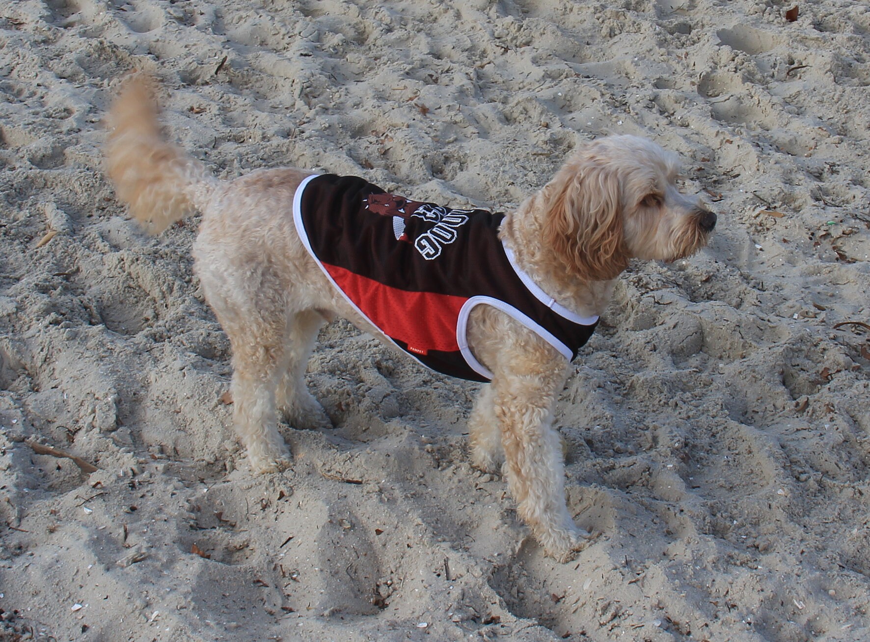 Bulldogs Basketball Dog Singlet for Xsmall 20cm to Medium 30cm - Etsy