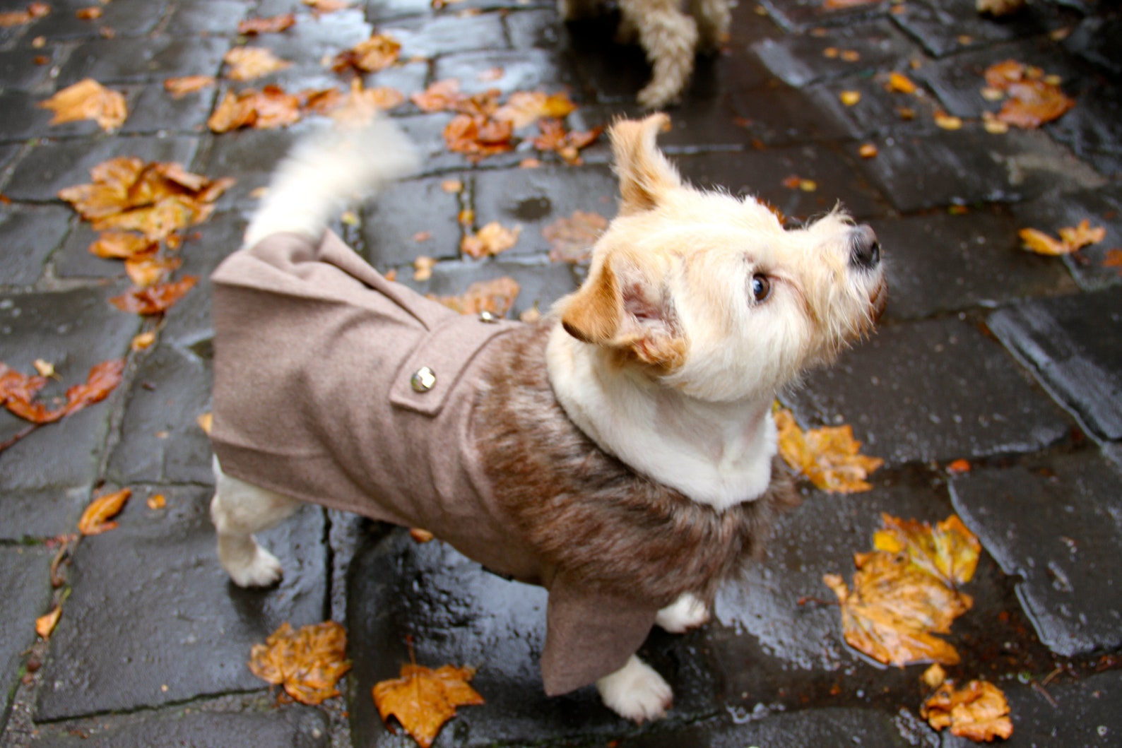 Classic Wool Dog Coat With Faux Fur Trim for Small to Large Breeds ...