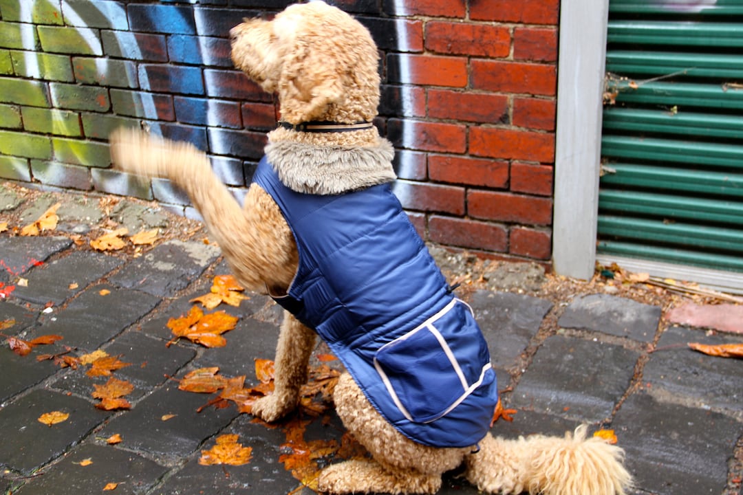 Waterproof Hunting Dog Coat With Fleece Lining and Faux Fur - Etsy UK