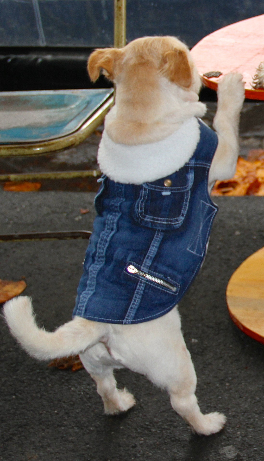 Denim Dog Coat With Fleece Lining and Pockets. for 20cm to - Etsy Australia