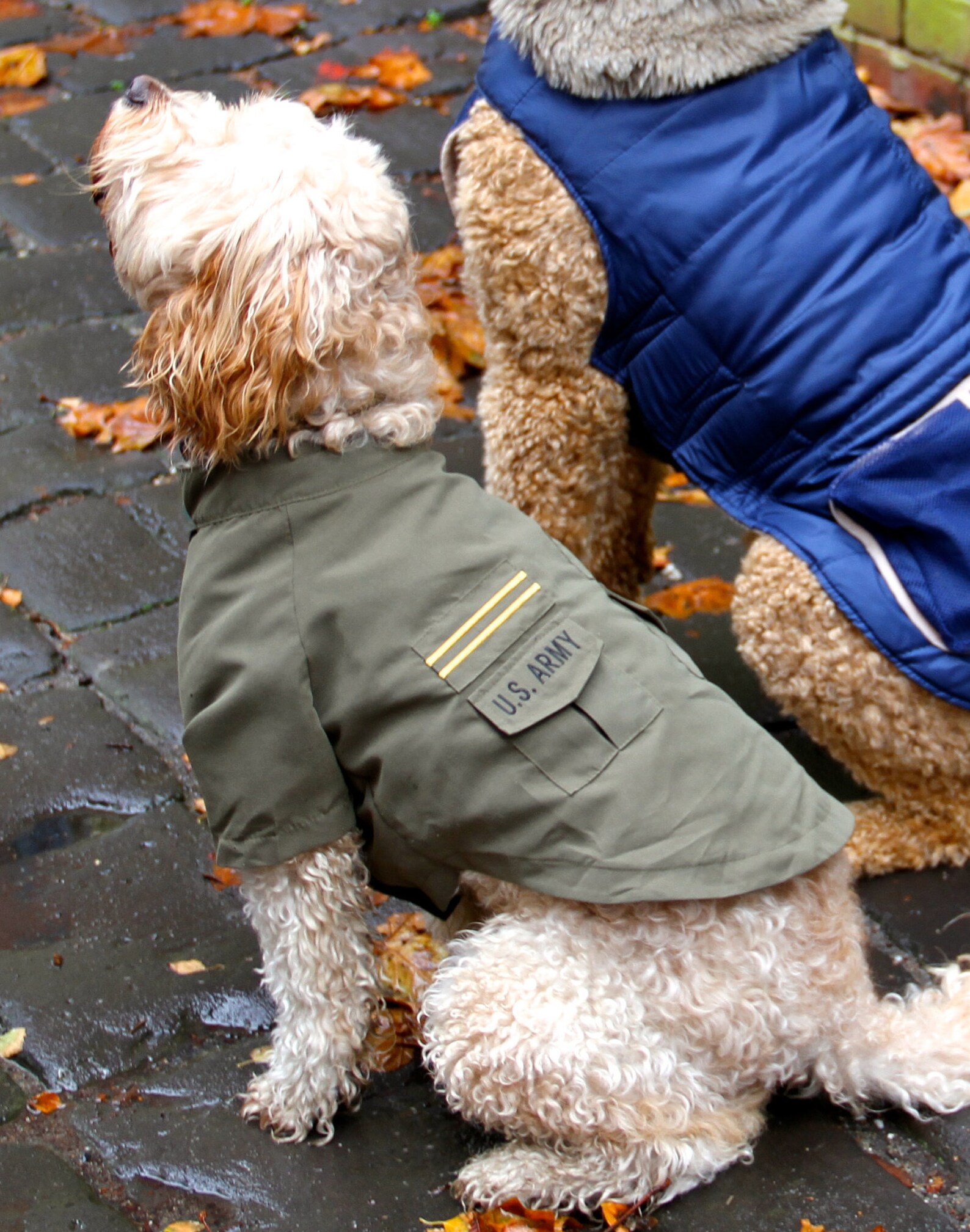 Army Dog Jacket Coat With Velcro Adjustments for Small to Extra Large ...