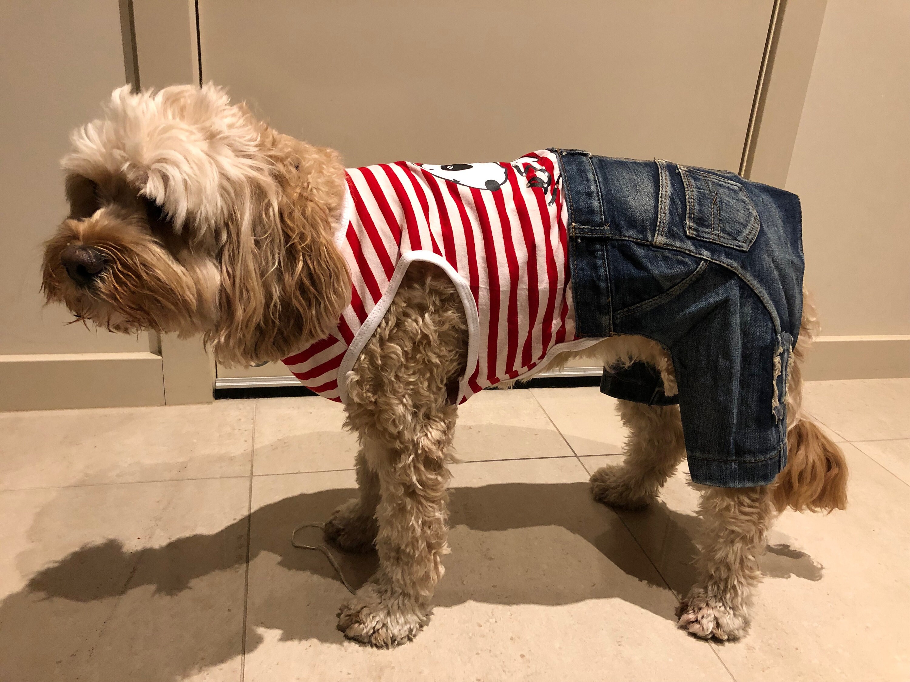 Distressed Denim Jumpsuit Onsie, Denim Dog Jeans With Striped Singlet ...