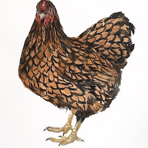 Commission Chicken Portrait, Custom Hen Painting, Rooster Drawing ...