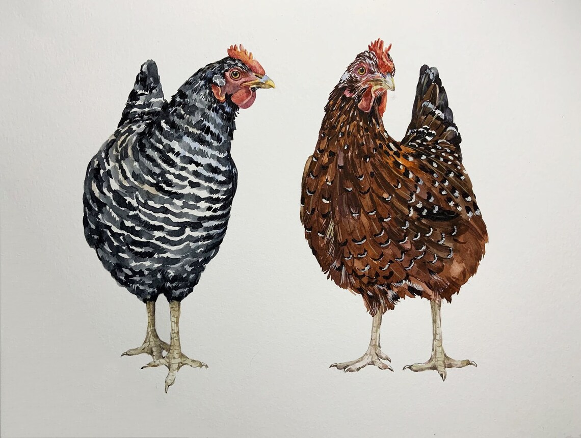 Custom Hen Portrait Custom Chicken Portrait Custom Rooster - Etsy