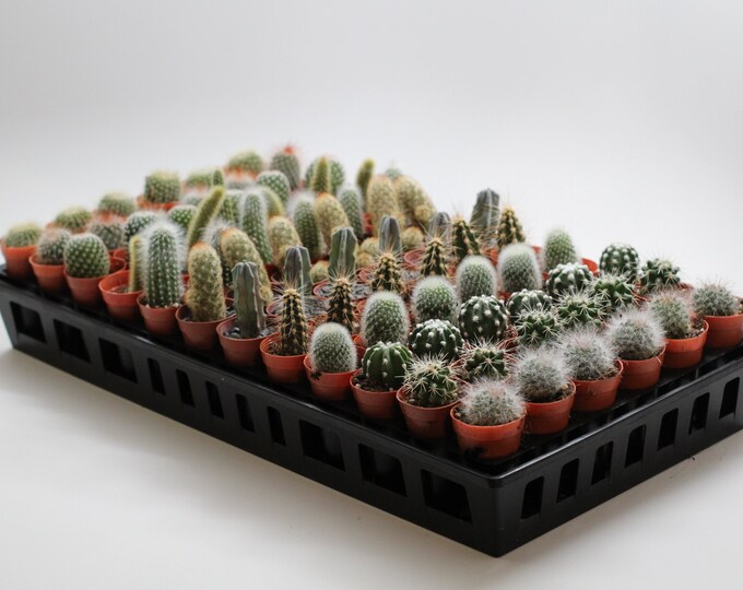 72-pack 1.75 Mini Cactus Assortment Perfect for Party Favors, Wedding ...