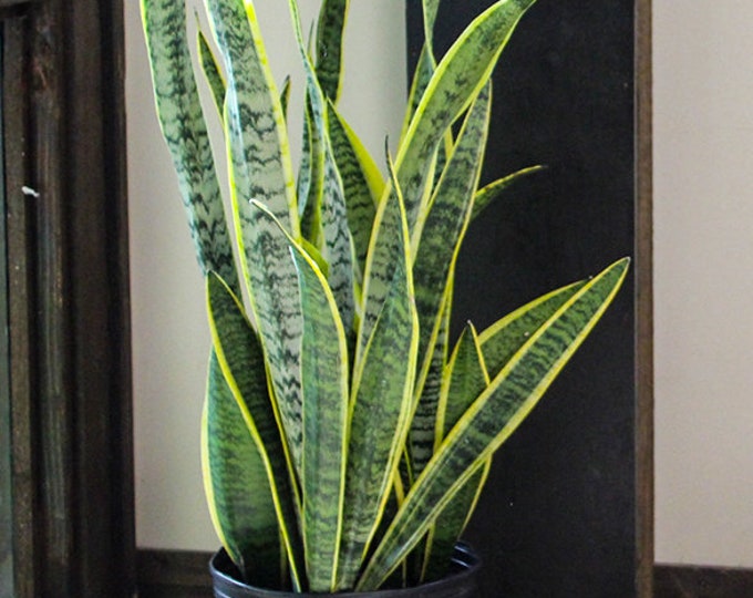Giant Snake Plant Sanseveria the Perfect Trendy Plant - Etsy