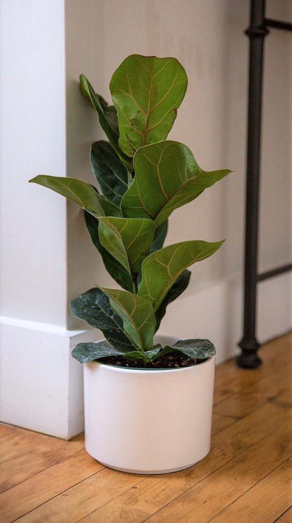 Indoor Fig Tree Care