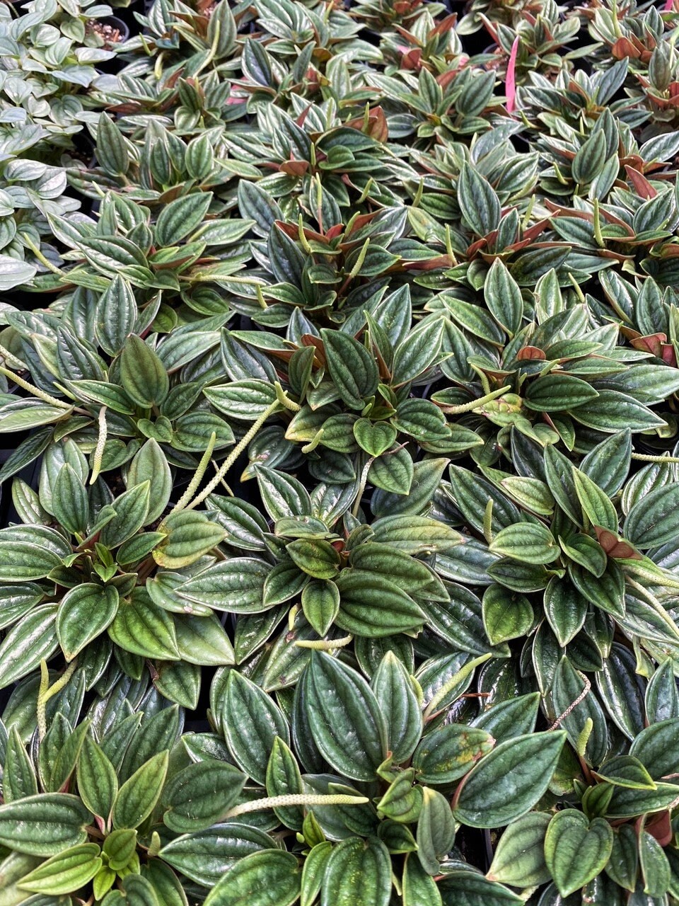 Mini Foliage in 2 Pots 5 Plants Included Peperomias - Etsy