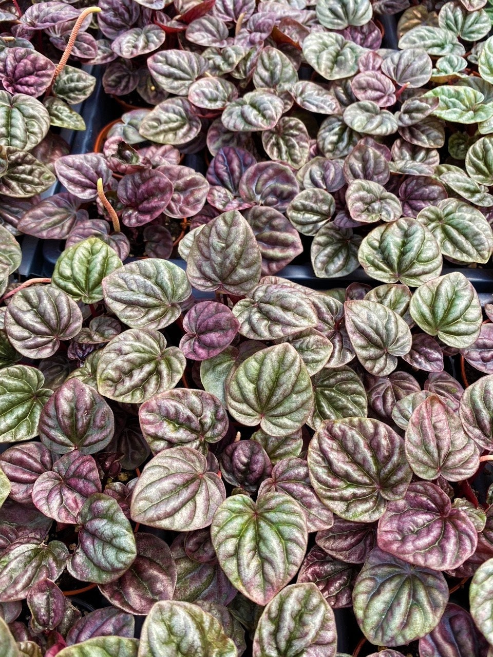 Mini Foliage in 2 Pots 5 Plants Included Peperomias - Etsy