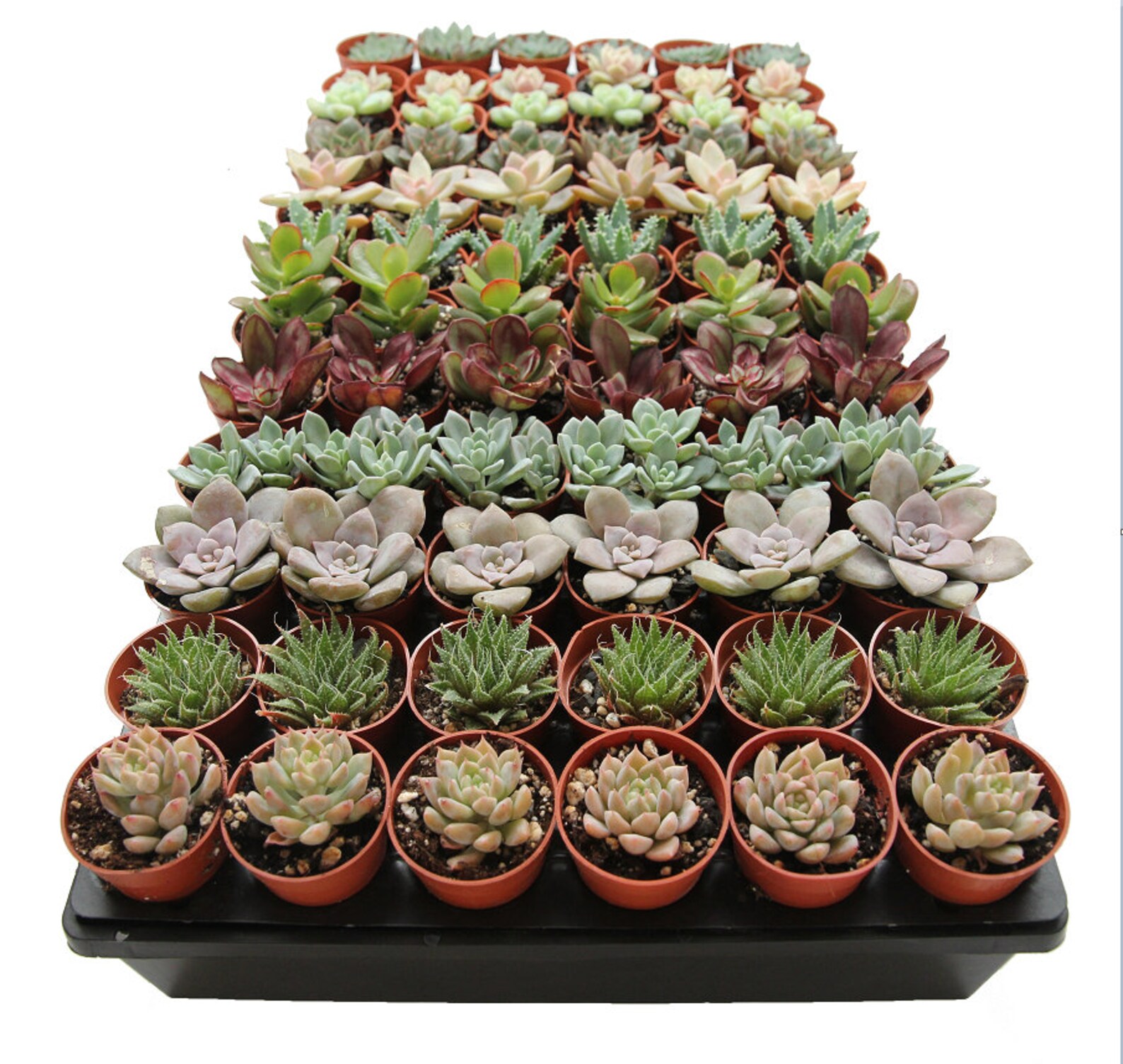 150-pack 1.75 Mini Assorted Succulents Perfect for - Etsy
