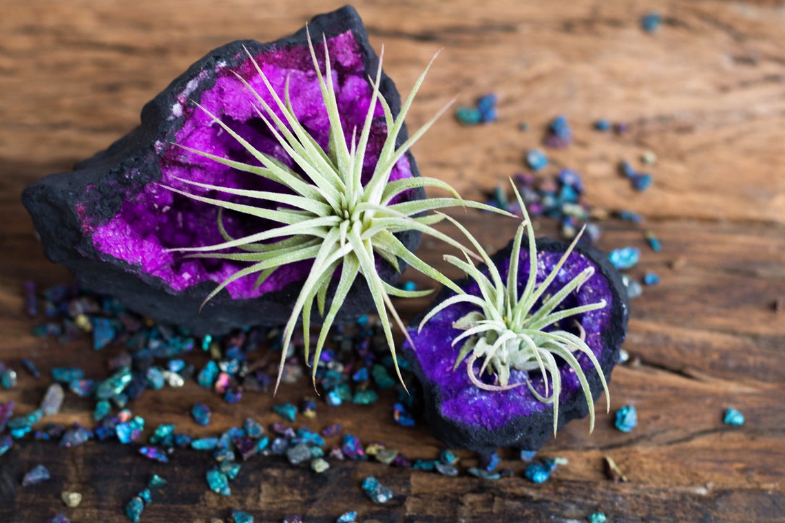 5-pack Colorful Geodes With Air Plants Gemstones for Wedding | Etsy