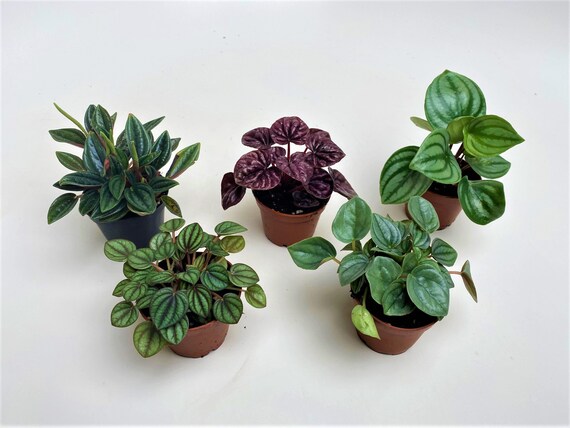 Mini Foliage in 2 Pots 5 Plants Included Peperomias - Etsy