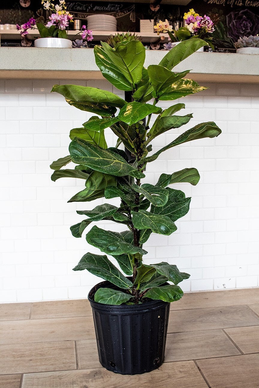 Fiddle Leaf Fig Tree