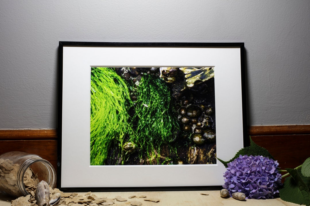 Island Series: Barnacles, Nature Photography, Wall Art, Bedroom Decor ...