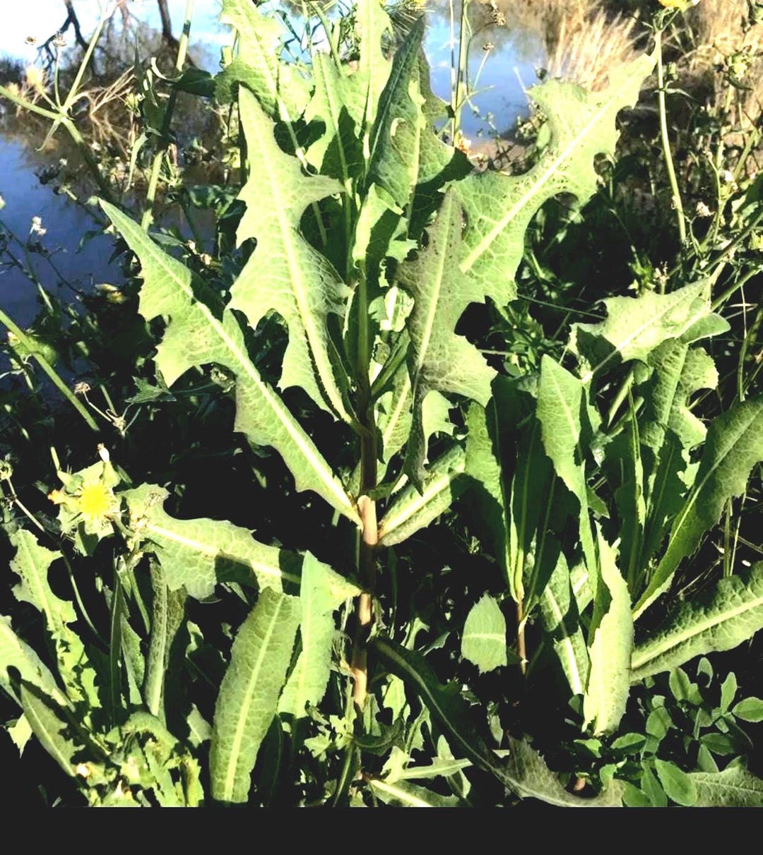Wild Lettuce Live Plant, Latuca Serriola, Prickly Lettuce - Etsy