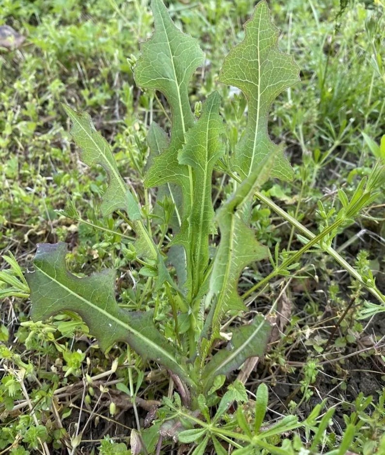 Wild Lettuce Live Plant, Latuca Serriola, Prickly Lettuce - Etsy