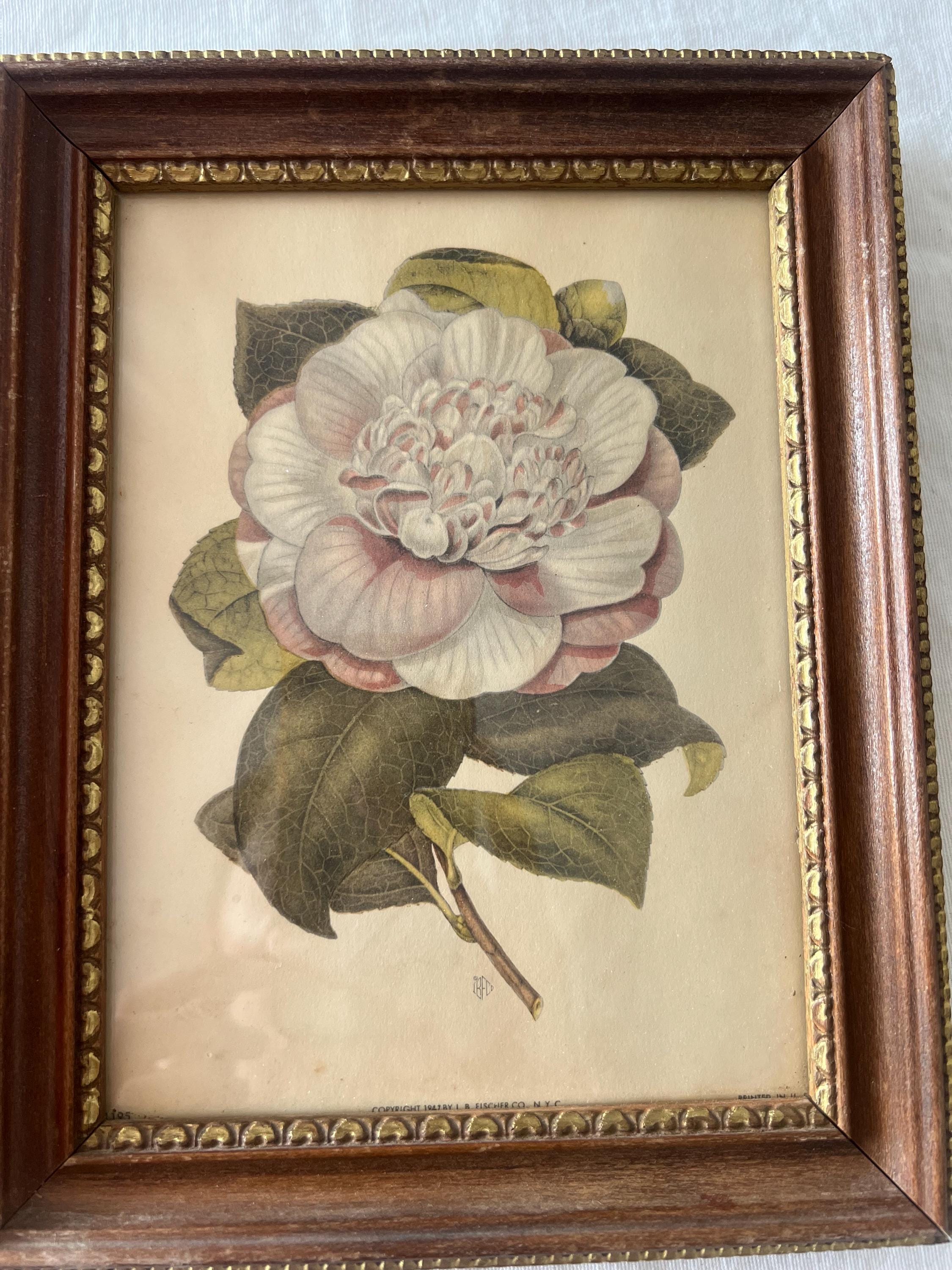Set of Three Framed Floral Lithographs by IB Fischer Co - Etsy