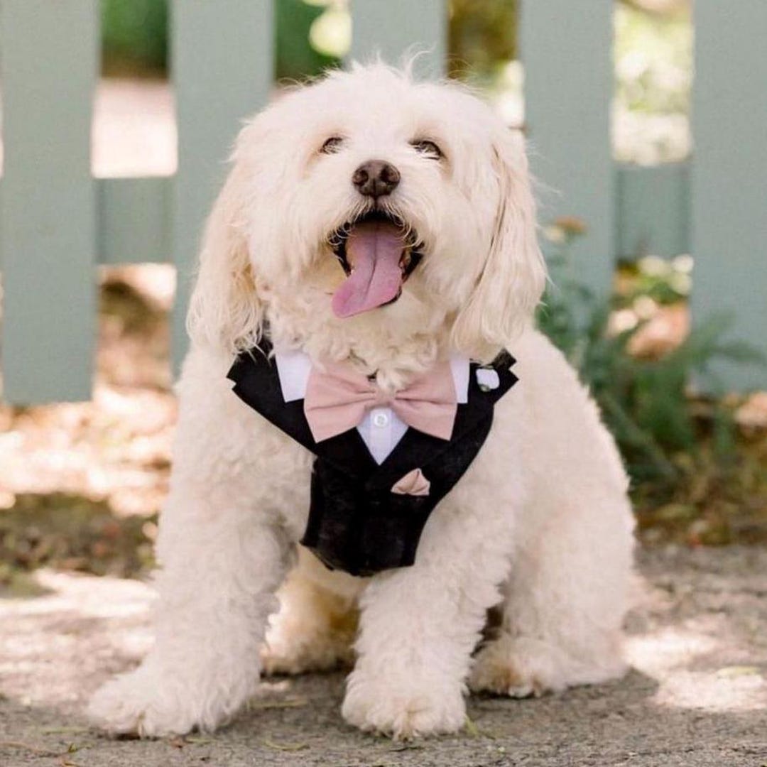 Bespoke Bridal Party Dog Harness: Match Your Wedding Vibes With Azazie ...