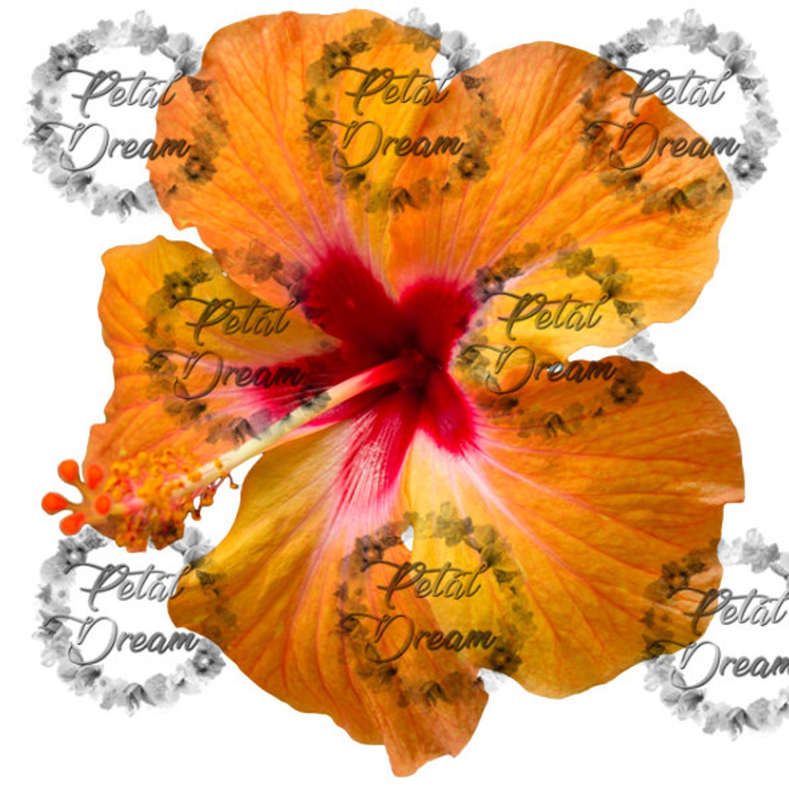 Hibiscus Cut Outs Flower Clip Art PNG Cut Out Files Red and - Etsy