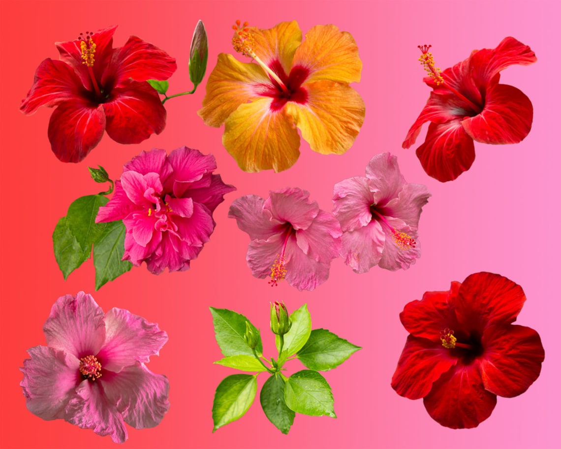 Hibiscus Cut Outs Flower Clip Art PNG Cut Out Files Red and - Etsy