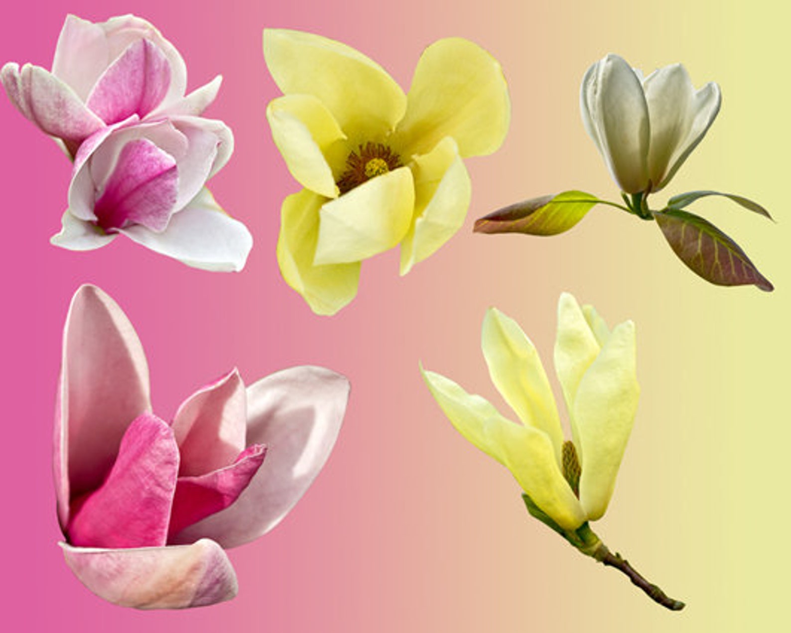 Magnolia Clip Art Real Flower Photo Cut Out Pink and Yellow | Etsy