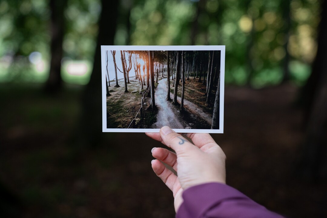 Postcard Inspired by Nature Ghost Forest Nienhagen Nature Postcards ...