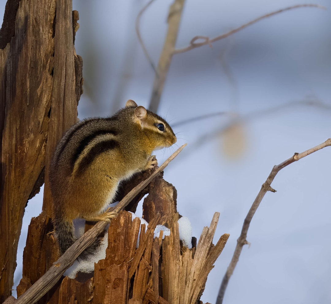 Eastern Chipmunk Photo, Wildlife Photography, Ohio Mammals, Nature Wall ...