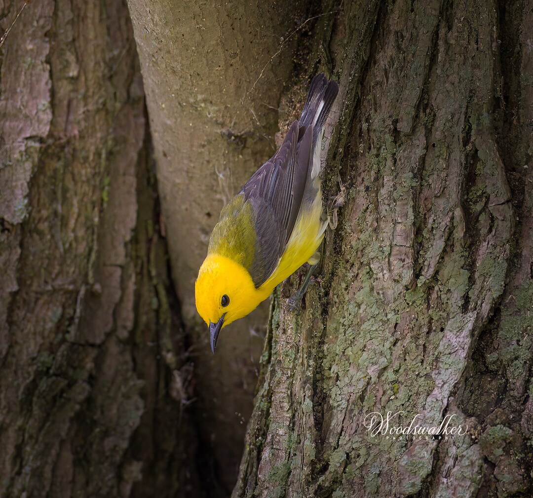 Prothonotary Warbler Photo, Bird Photography, Wildlife Prints, Warbler ...