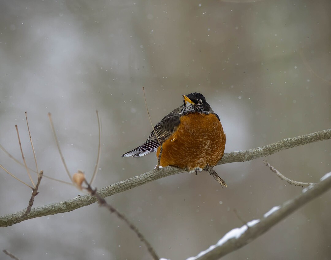 American Robin Photo, Wildlife Photographs, Bird Photography, Nature ...