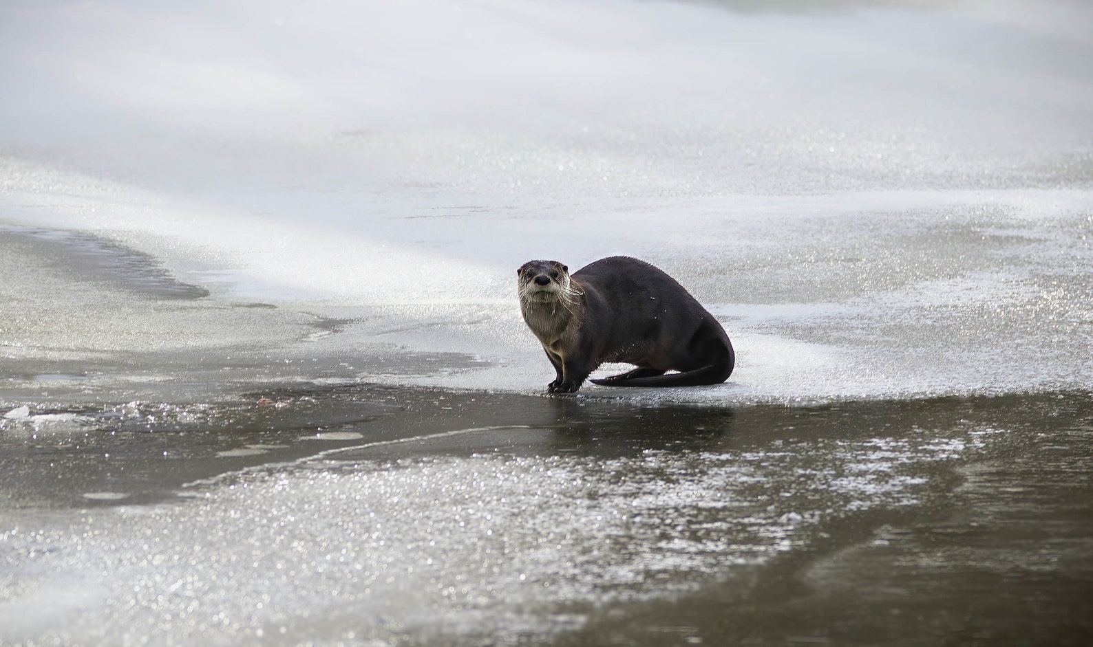 River Otter Photo, Wildlife Photography, Otter Prints, Mill Creek Park ...