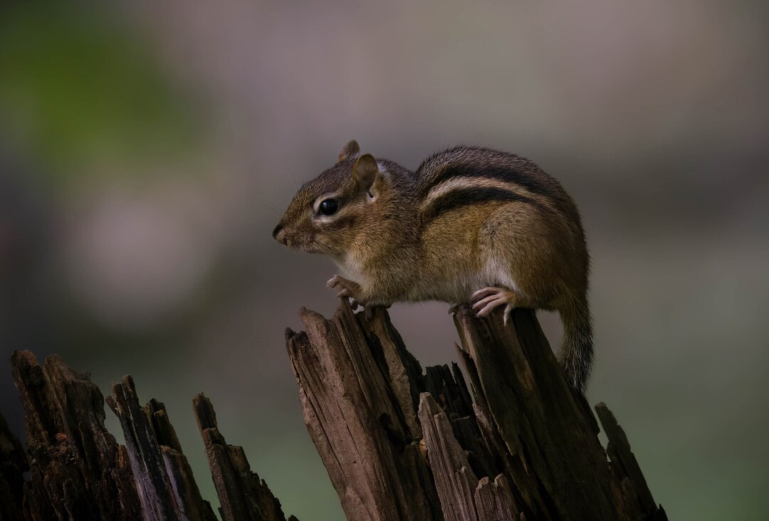 Eastern Chipmunk Photo, Wildlife Photography, Ohio Mammals, Nature Wall ...