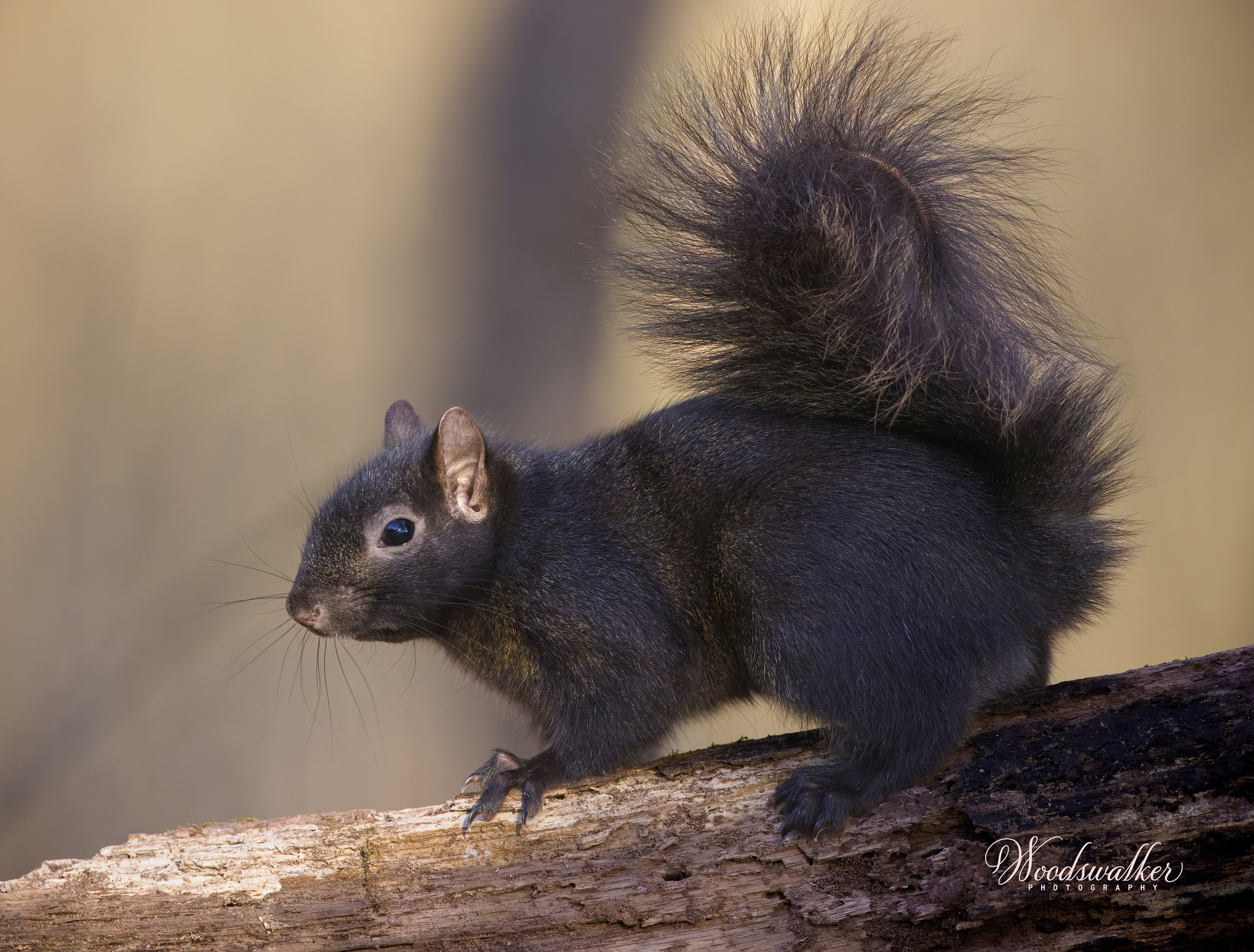 Black Eastern Gray Squirrel