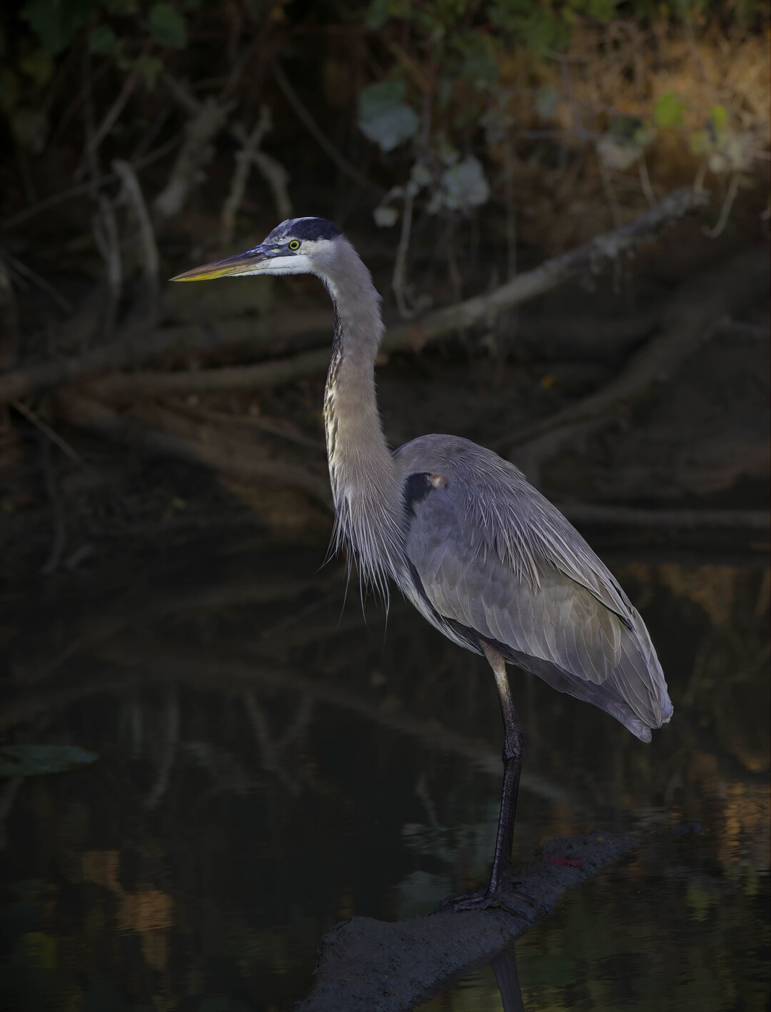 Great Blue Heron Photo Print, Bird Photography, Heron Photo, Wildlife ...