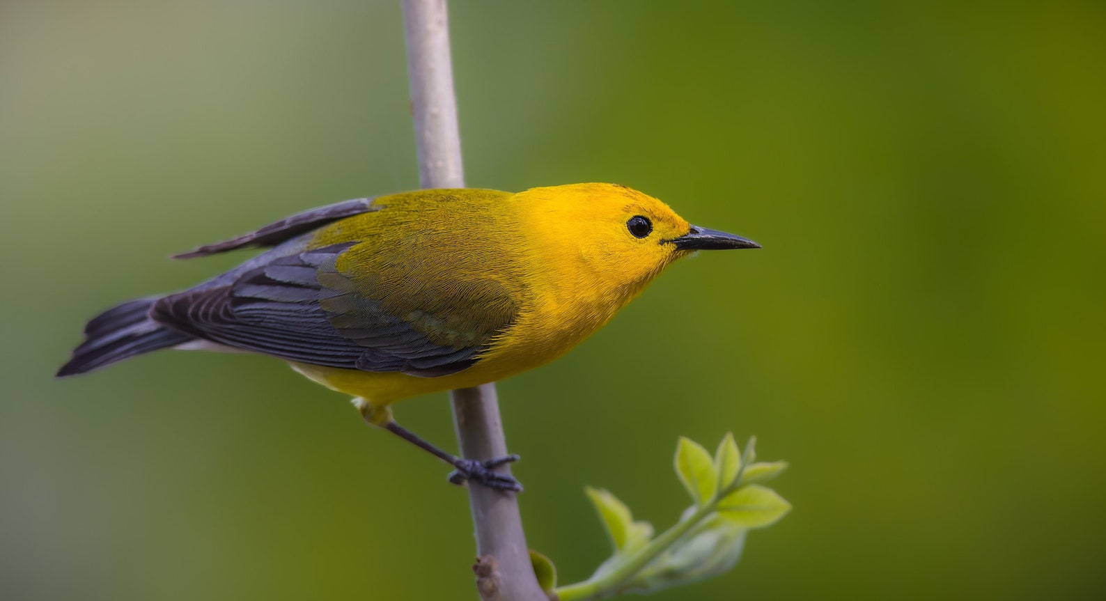 Prothonotary Warbler Photo, Bird Photography, Wildlife Prints, Warbler ...