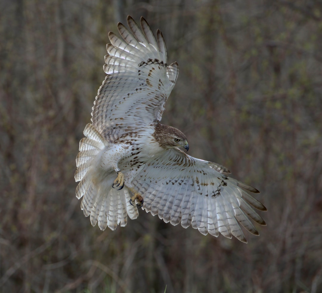 Red-tailed Hawk Photo, Bird Photography, Hawk Photos, Photo Wall Art ...