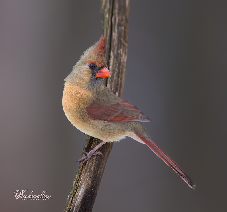 Northern Cardinal Photo, Female Cardinal, Wildlife Photography, Nature ...